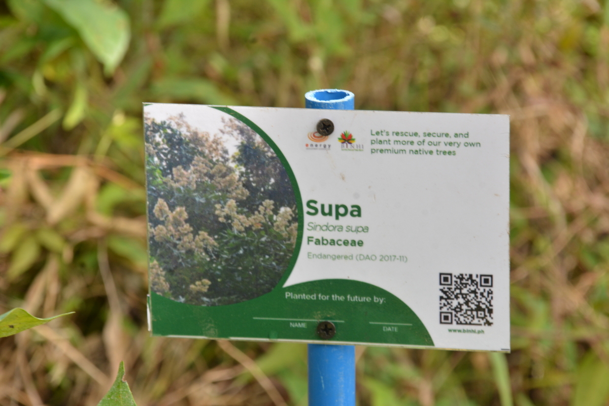SU, EDC plants first 100 endangered PH tree species in arboretum ...