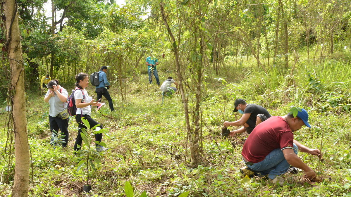 SU, EDC plants first 100 endangered PH tree species in arboretum ...