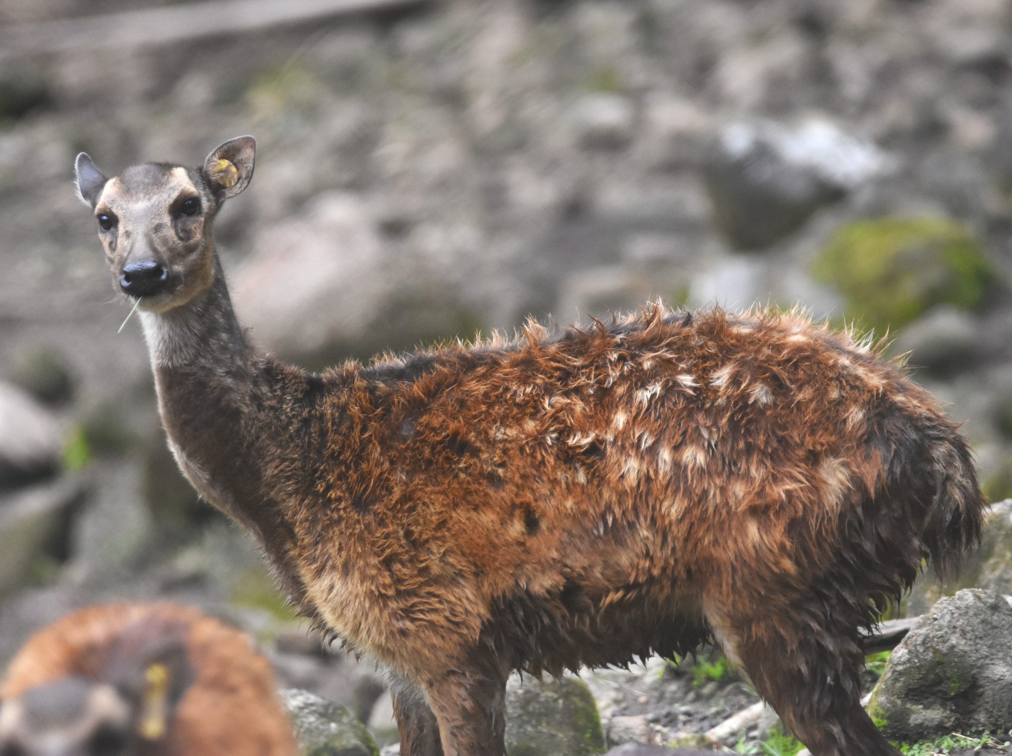 SU sends endangered deer species to Bohol for breeding loan | Silliman ...