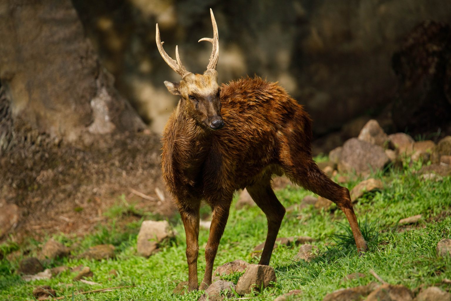 SU contributes to historic genome sequencing of endangered Visayan ...